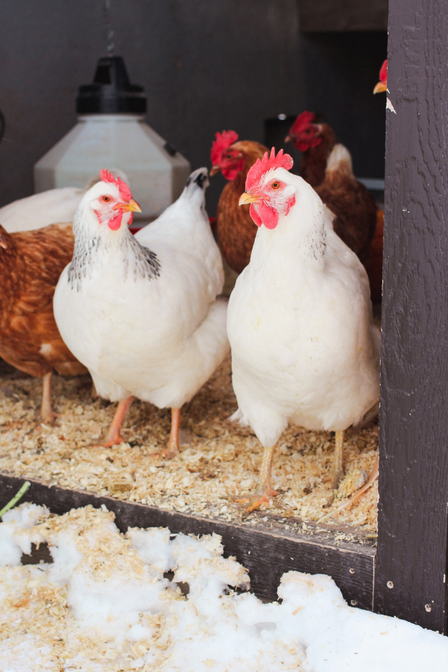 Top 15 Tips For Caring For Chickens In Cold Winter Weather - From Soil ...