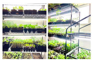 The Ultimate Seed Starting Guide For Canadian Gardeners - From Soil to Soul