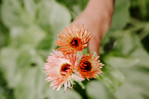 10 Of The Easiest Cut Flowers To Grow From Seed For Beginners - From ...