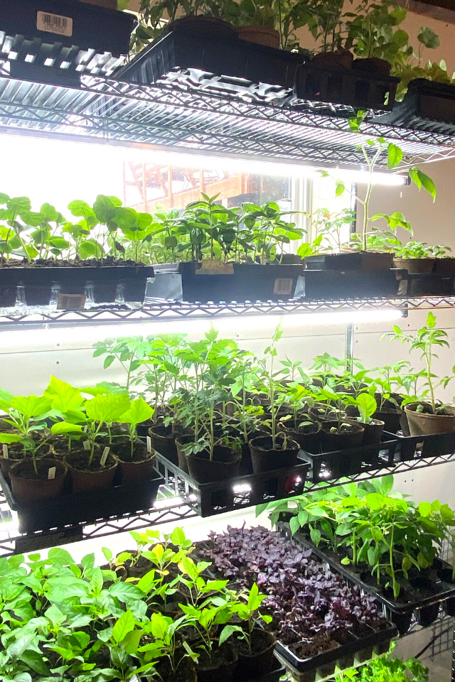 The Ultimate Seed Starting Guide For Canadian Gardeners - From Soil to Soul