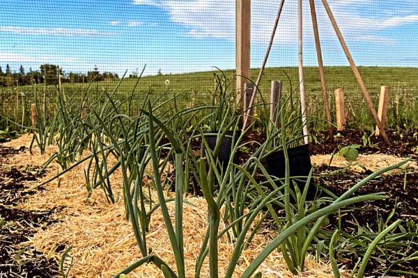 10 Easy Tips For Using Straw Mulch In The Garden - From Soil to Soul