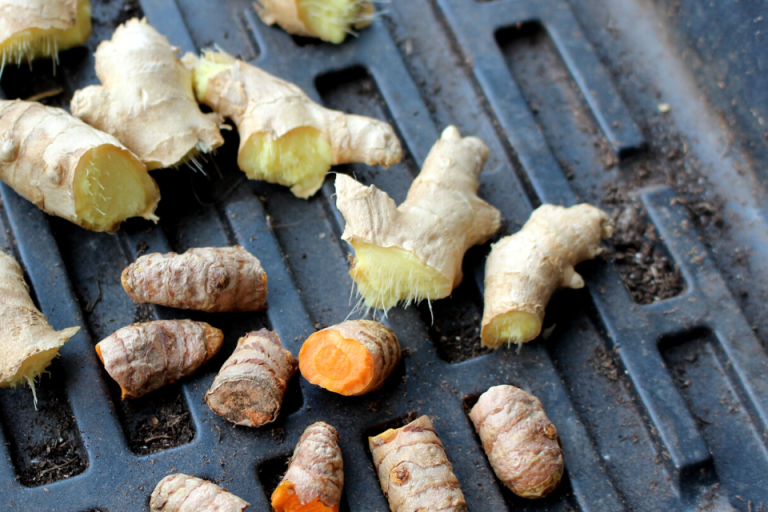How To Grow Ginger And Turmeric in Canada - From Soil to Soul