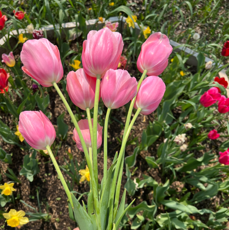 Complete Guide To Planting Flower Bulbs In Fall In Zone 3 & 4 - From ...