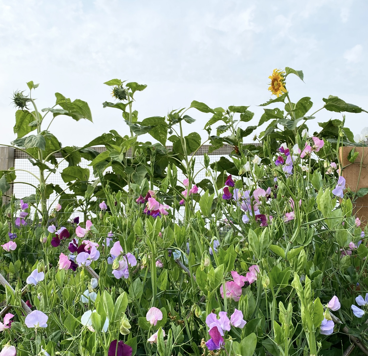 How To Grow Sweet Peas - From Soil to Soul