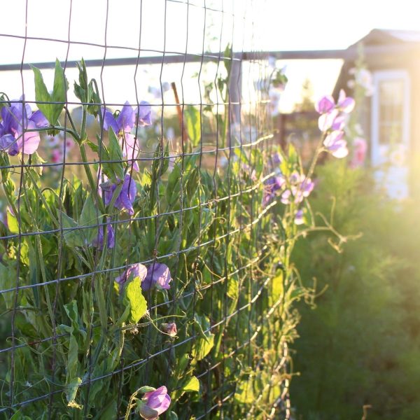 How To Grow Sweet Peas - From Soil to Soul