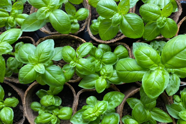 The Art Of Potting Up Seedlings - A Complete Guide - From Soil to Soul