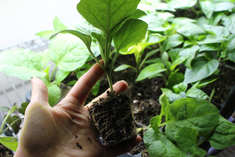 The Art Of Potting Up Seedlings - A Complete Guide - From Soil to Soul