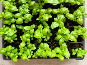 The Art Of Potting Up Seedlings - A Complete Guide - From Soil to Soul
