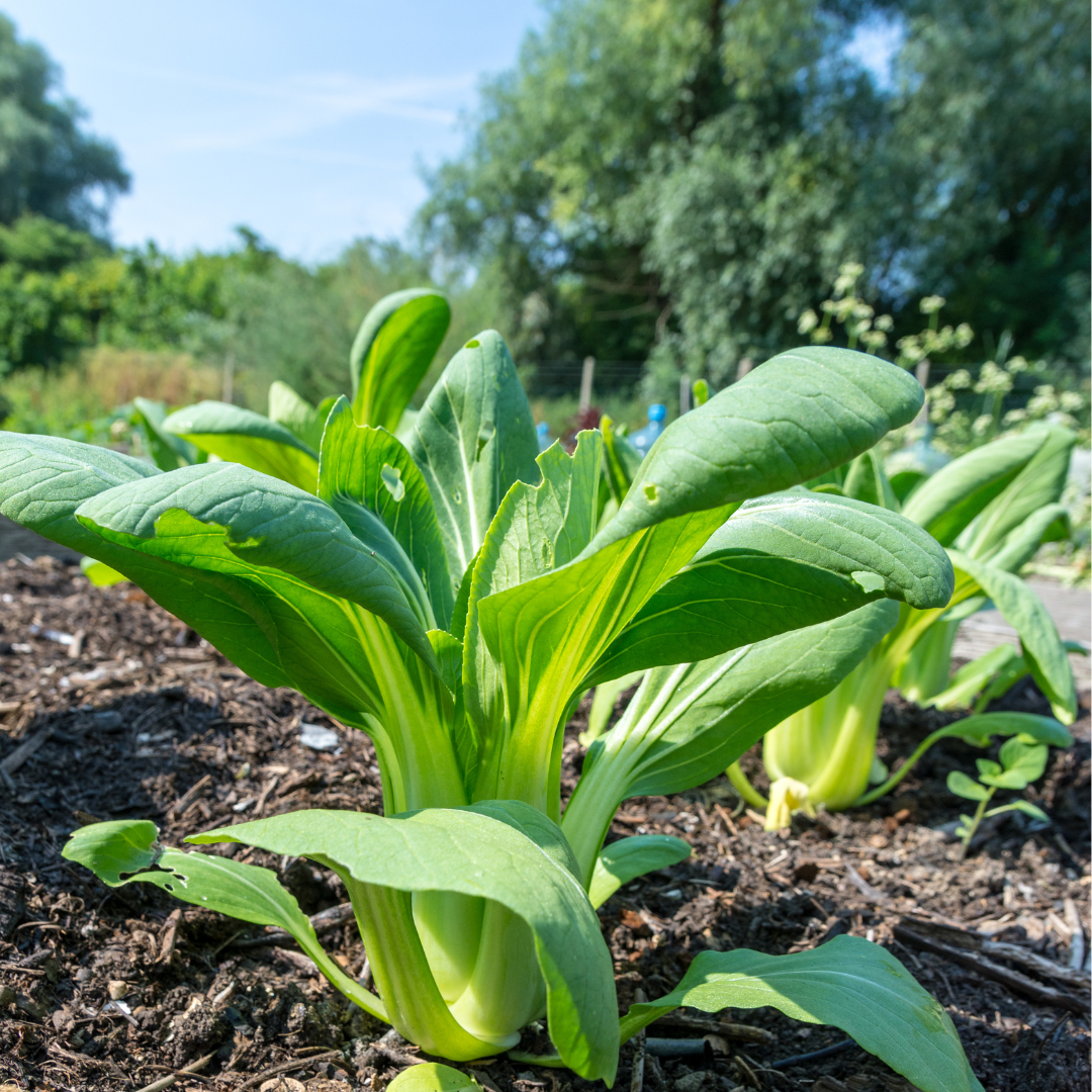 6 Quick Growing Veggies You Can Still Plant In September For A Fall ...