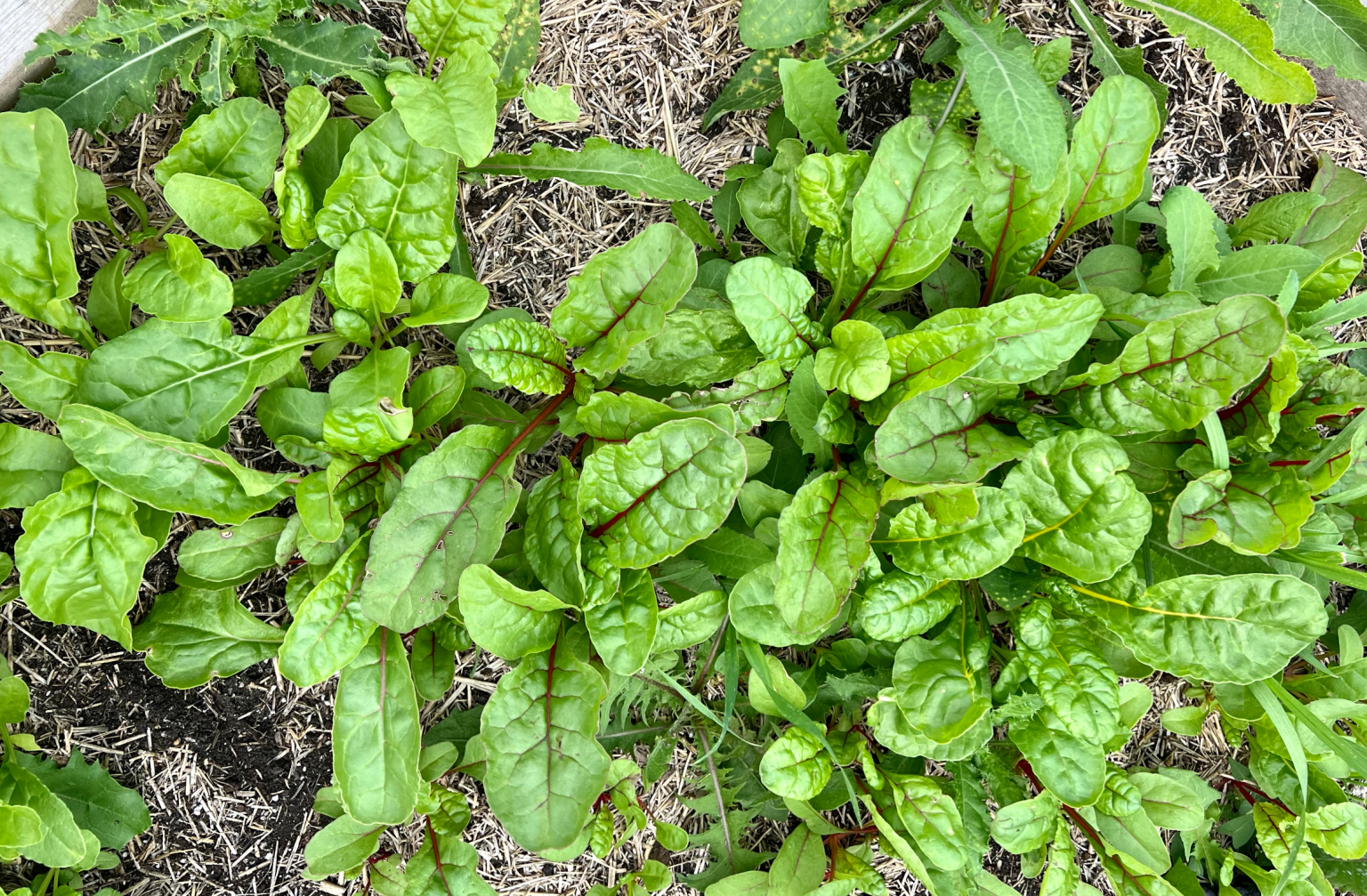 6 Quick Growing Veggies You Can Still Plant In September For A Fall ...
