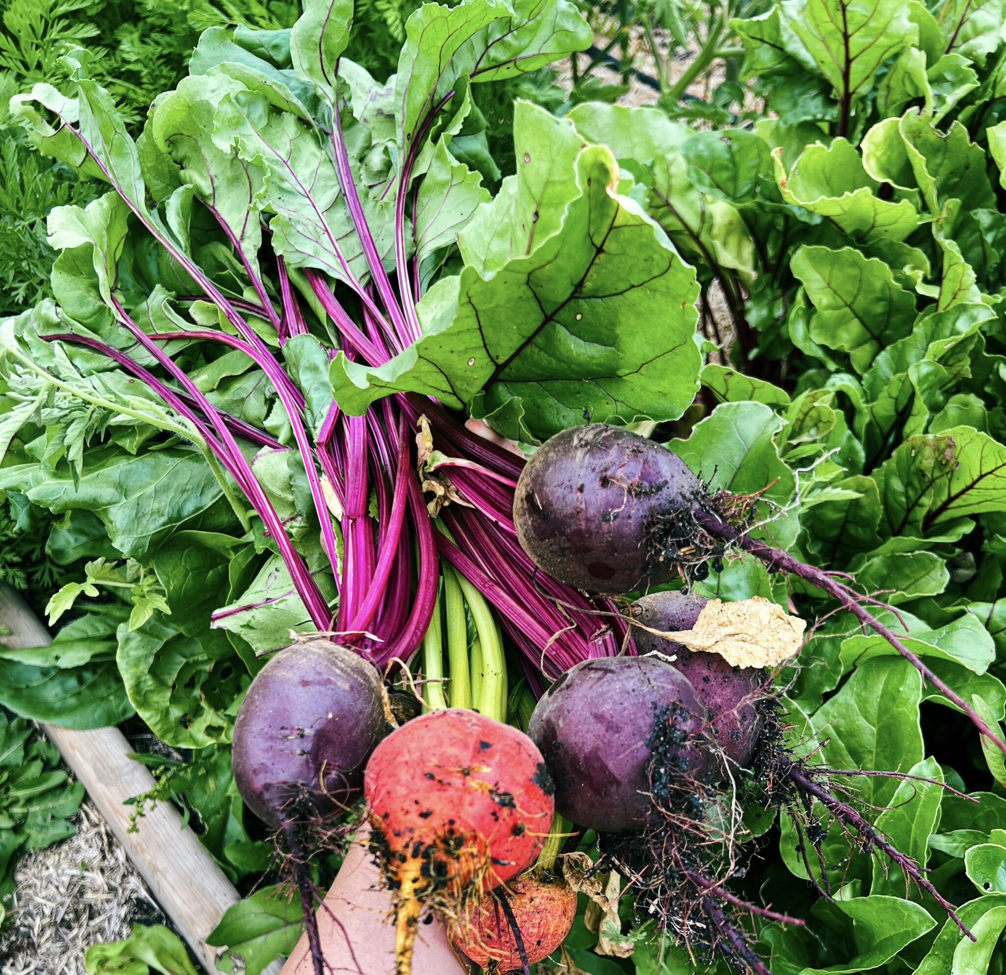 10 Of The Easiest Vegetables To Grow From Seed For Beginners - From ...