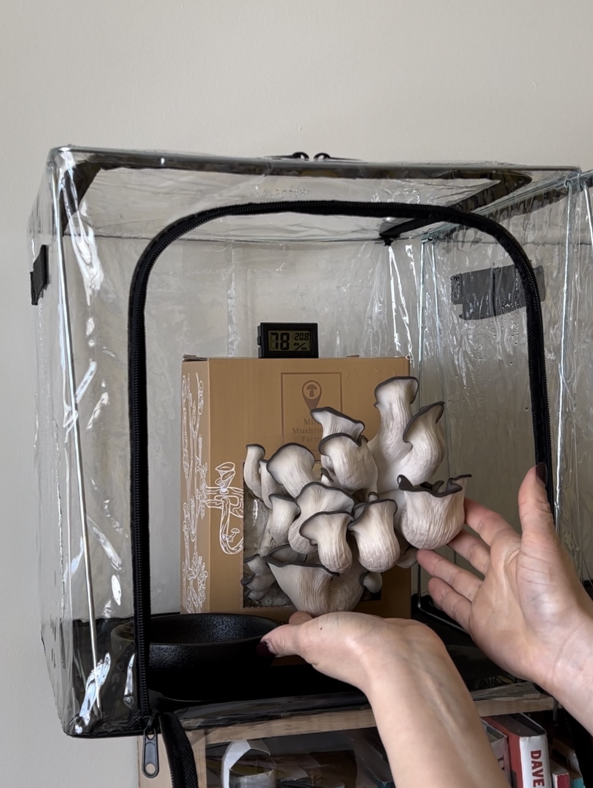 How To Grow Oyster Mushrooms At Home In 5 Easy Steps - From Soil to Soul