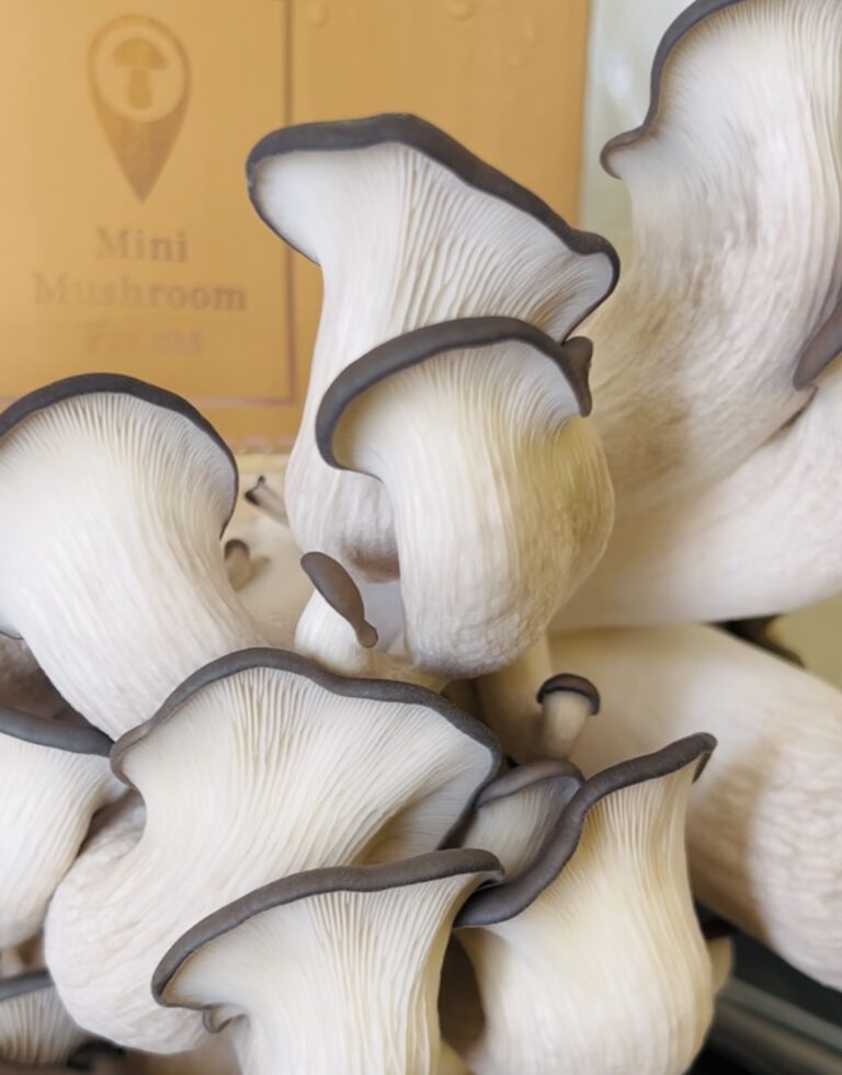 How To Grow Oyster Mushrooms At Home In 5 Easy Steps - From Soil to Soul