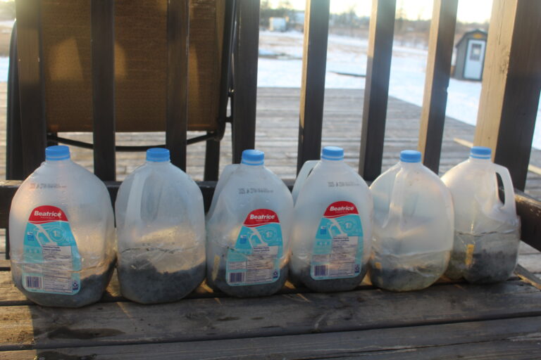 Complete List Of All The Best Seeds For Winter Sowing In Milk Jugs In ...
