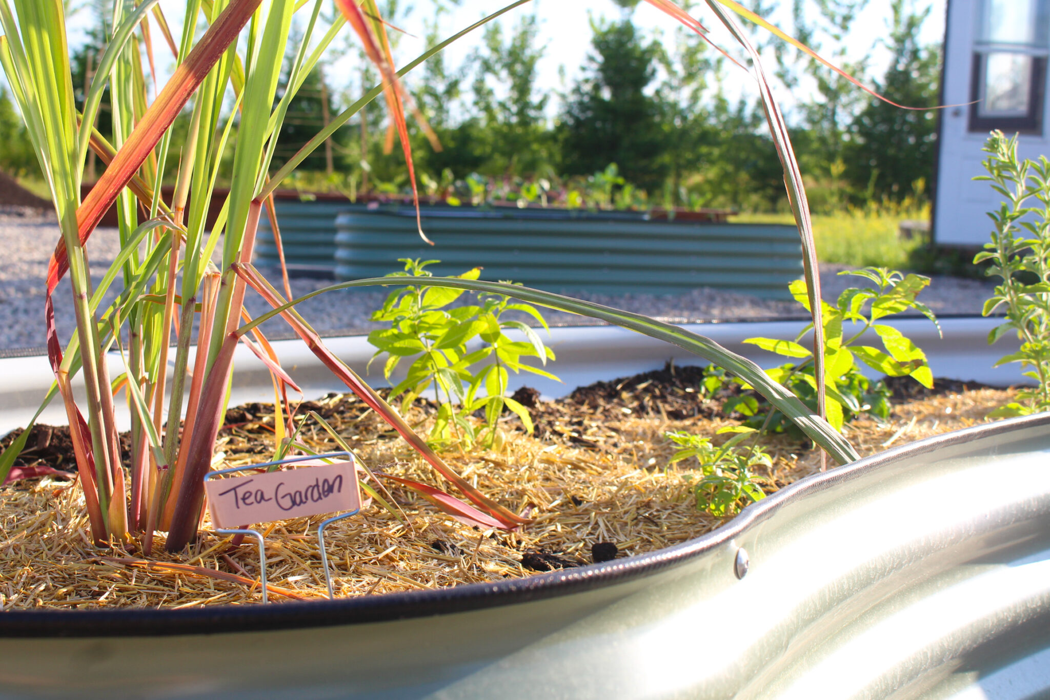How to Grow A Tea Herb Garden in Canada: A Beginner’s Guide to ...