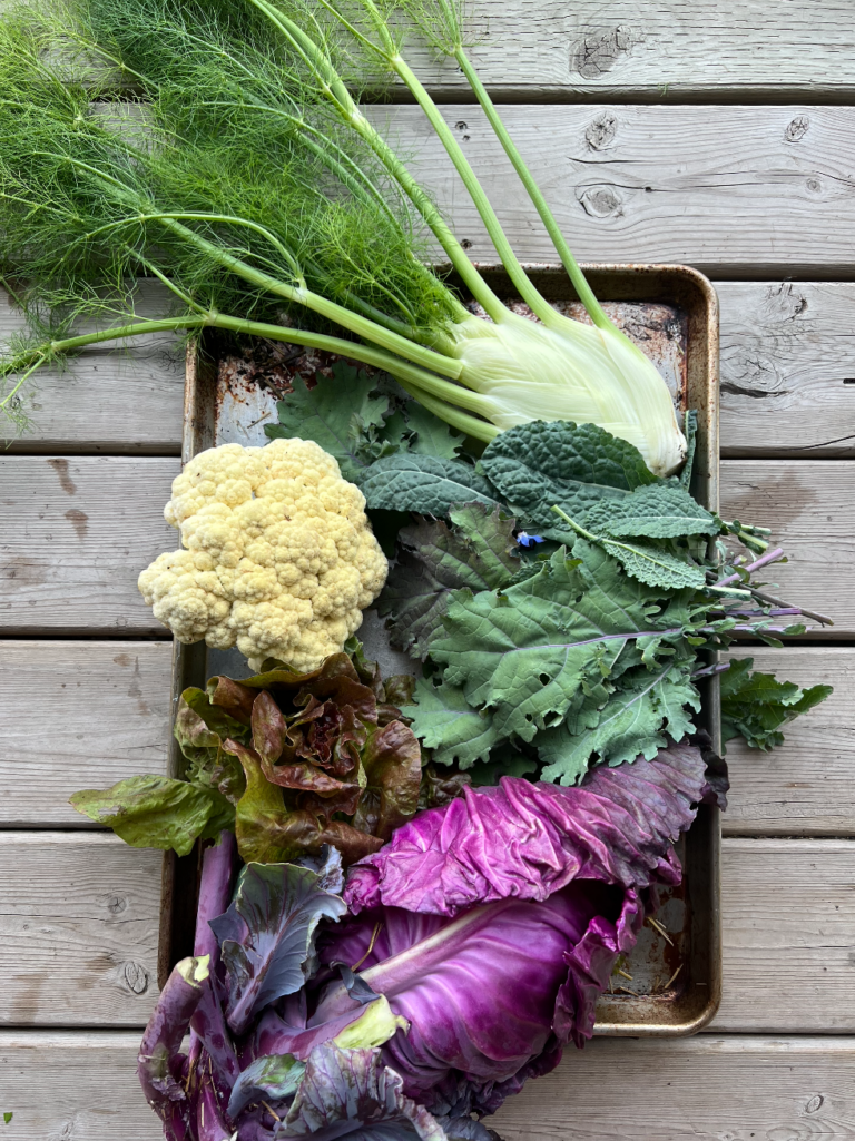 A Complete Guide To Growing Brassicas In Zone 3,4 & 5 (Cabbage ...